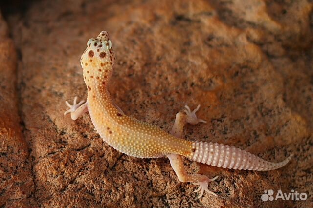 Nova. эублефар 2018