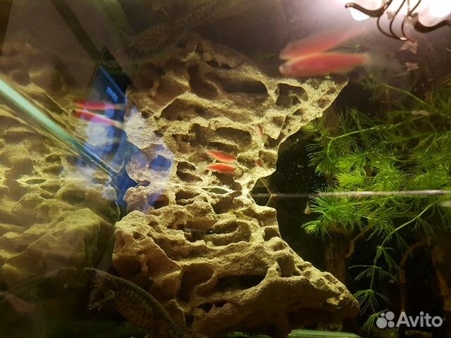 Рыбки - барбусы, гурами, данно