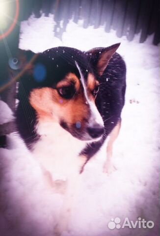 Наи ищет дом