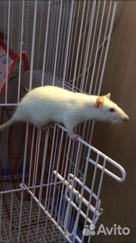 Передержка Крыс и Кроликов