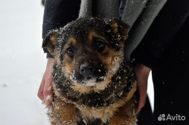 Отдается щенок-девочка Милка в хорошие руки