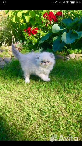 Персидская