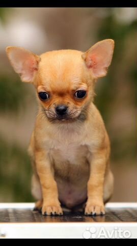 Рыжий лисёнок