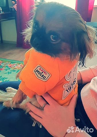 Пекинес для вязки