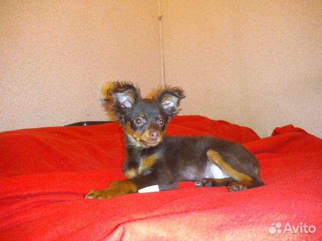 Длинношёрстный шоколадный тойчик