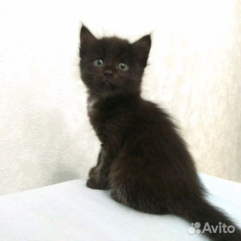 Ну очень симпатичный кото-медвежонок