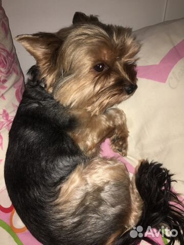 Йоркширский терьер мальчик