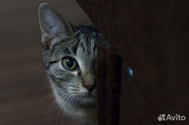 Кошечка (Котенок) в добрые руки