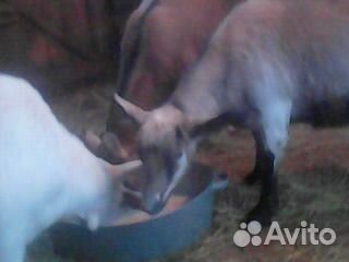 Продаются котные козы