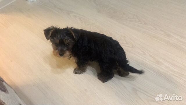 Йоркширский терьер