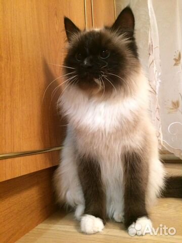 Тайский сиамец