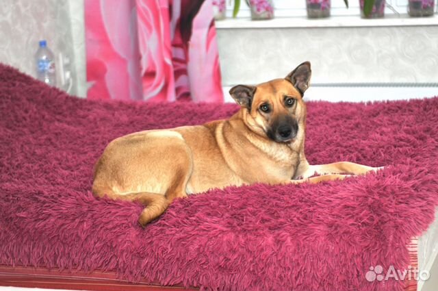 Собака Надюша ищет дом