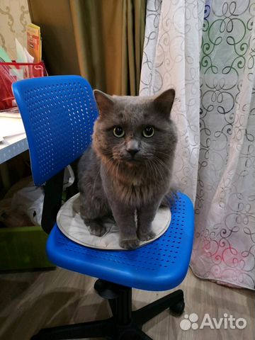 Кот сибирской породы