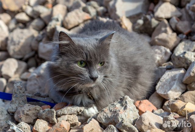 Кошка красивого дымчатого окраса