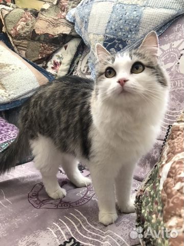 Отдам брошенного котёнка в добрые руки