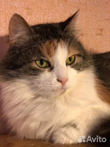 Кошечка в добрые руки