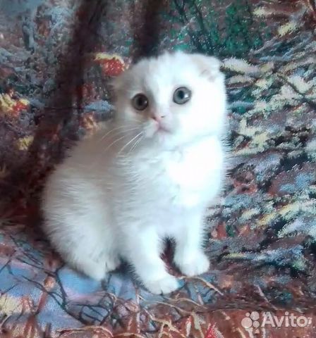Снежная кошечка