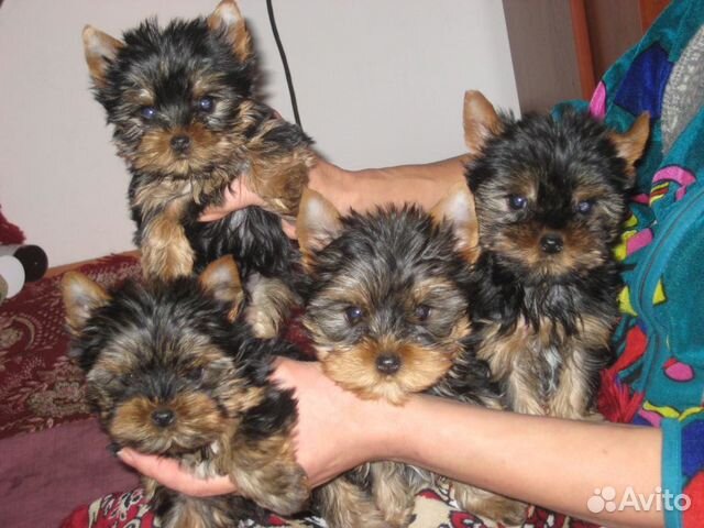 Йоркширский терьер Кукляши