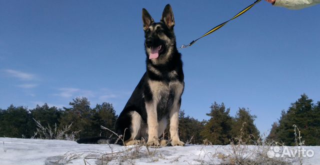 Вео. Восточноевропейская овчарка - щенки