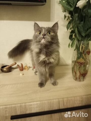 Сибирская кошечка на вязку