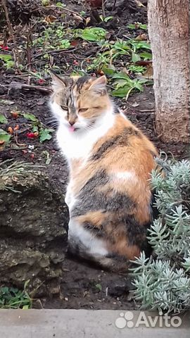 Кошечка в хорошие руки