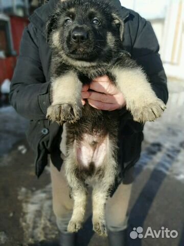 Восточноевропейская овчарка