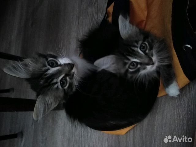 Костя