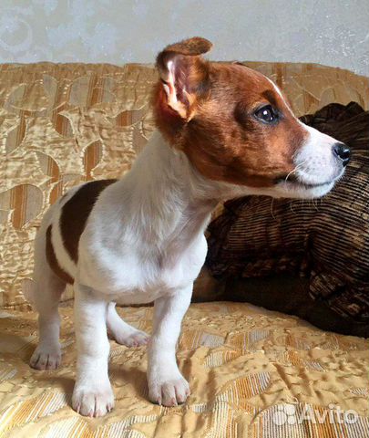 Щенок Джек Рассел с полным пакетом документов