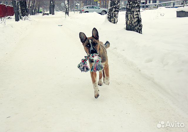 Ищем дом для Алекса