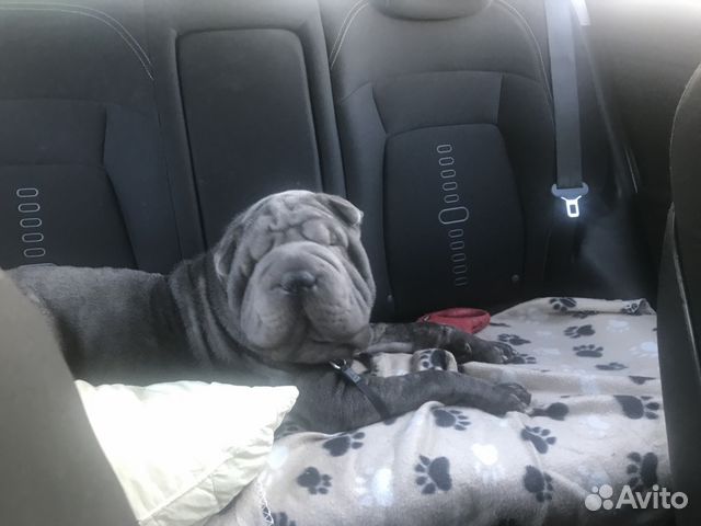 Собака - сторож