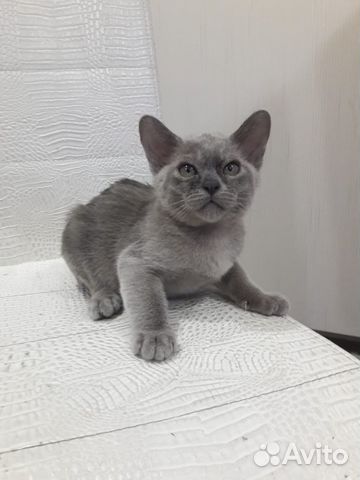 Продаётся котёнок европейской бурмы