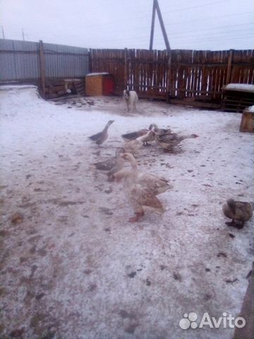 Семья гусей