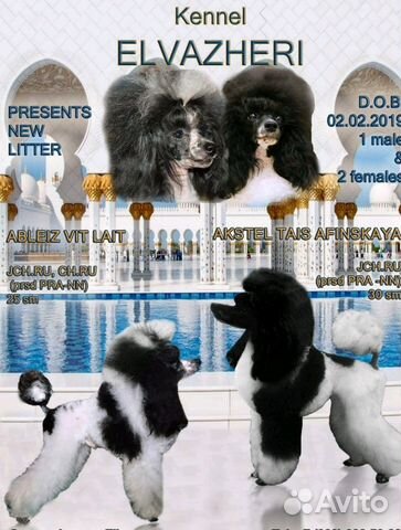 Щенки арлекины