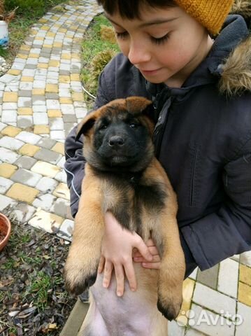 Щенок малинуа