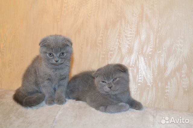 Шотландские котята с документами