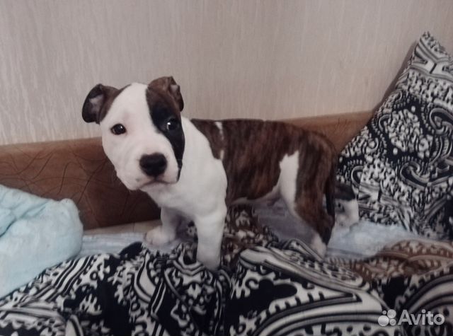 Щенок стаффорда 5 месяцев с документами