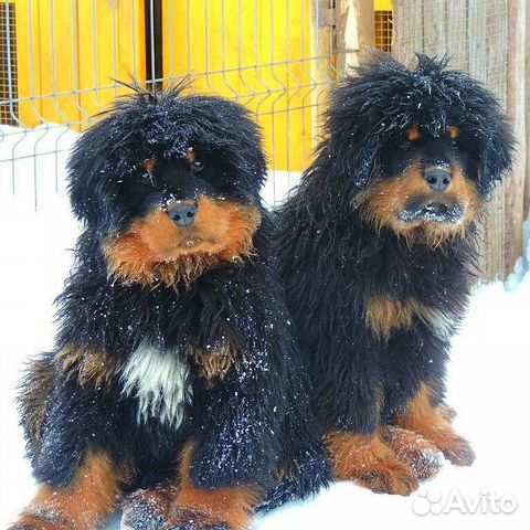 Тибетский Мастиф Китай