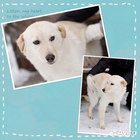 Белла ищет дом