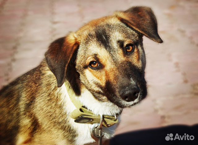 Подрощенный щенок ищет хозяев