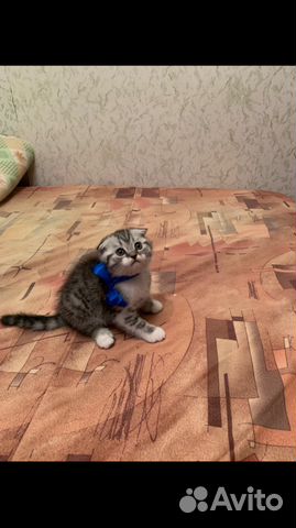 Вислоухие котята