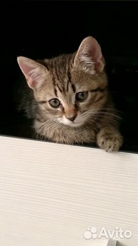 Британский котенок (тигровый)