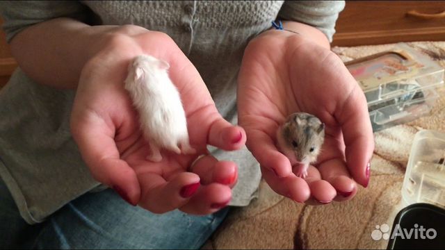 Сирийский хомяк