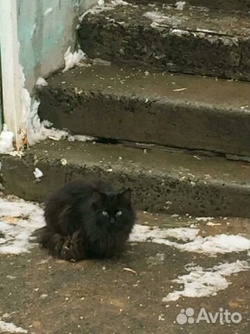 Когда шансы равны нулю но хочется спасти кошек