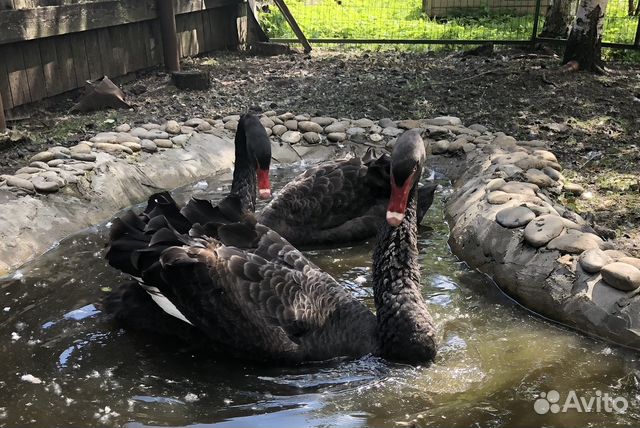 Чёрные лебеди