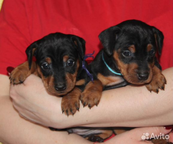 Ч-п детки мини добермана/Самара