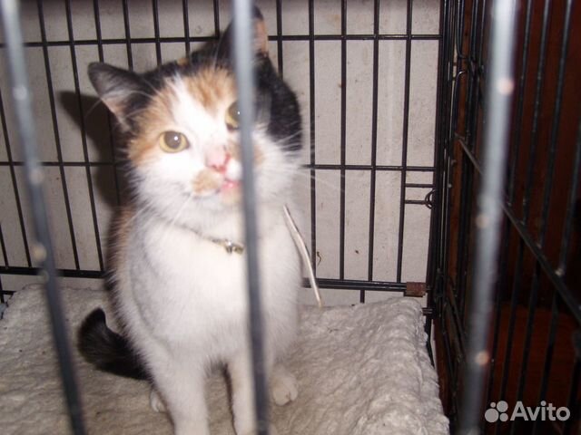 В добрые руки