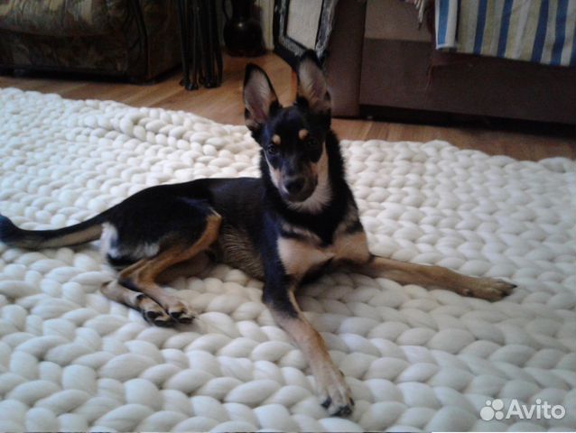 Некрупный щенок девочка 5мес. Пани в дар