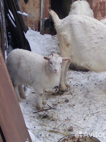 Козы, козел, козочка заанинской породы