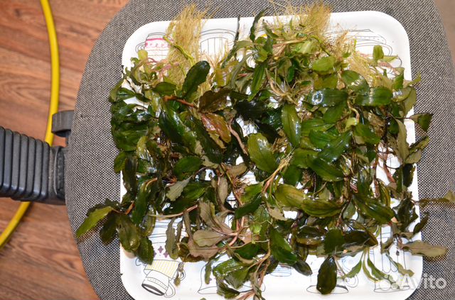 Прополка буцефаландры