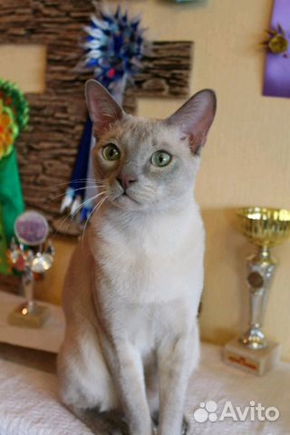 Тонкинез кот тонкинская